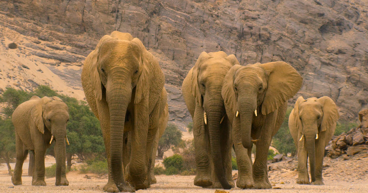 Our Planet | Grasslands