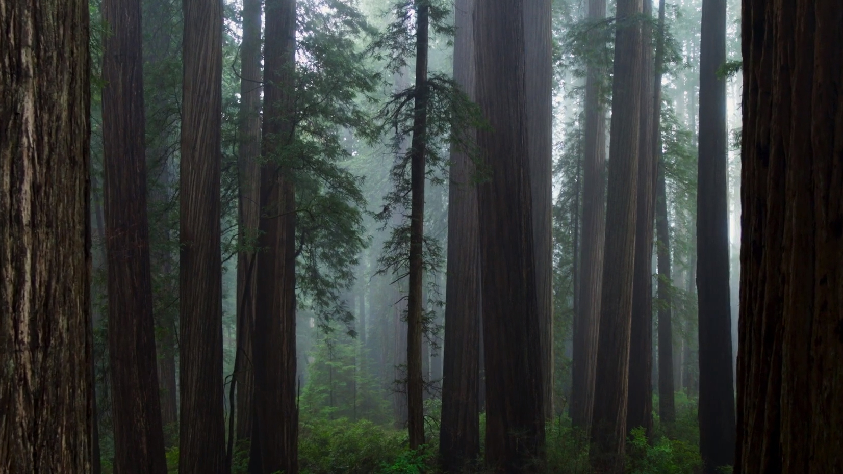 Our Planet | More forest films coming soon