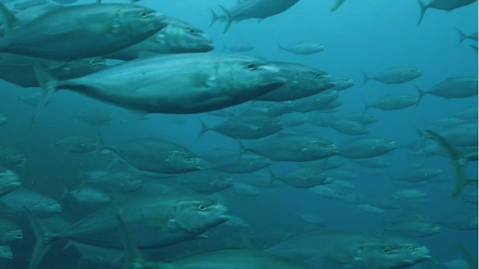 Our Planet | Help save Our Planet: Buy The Right Fish