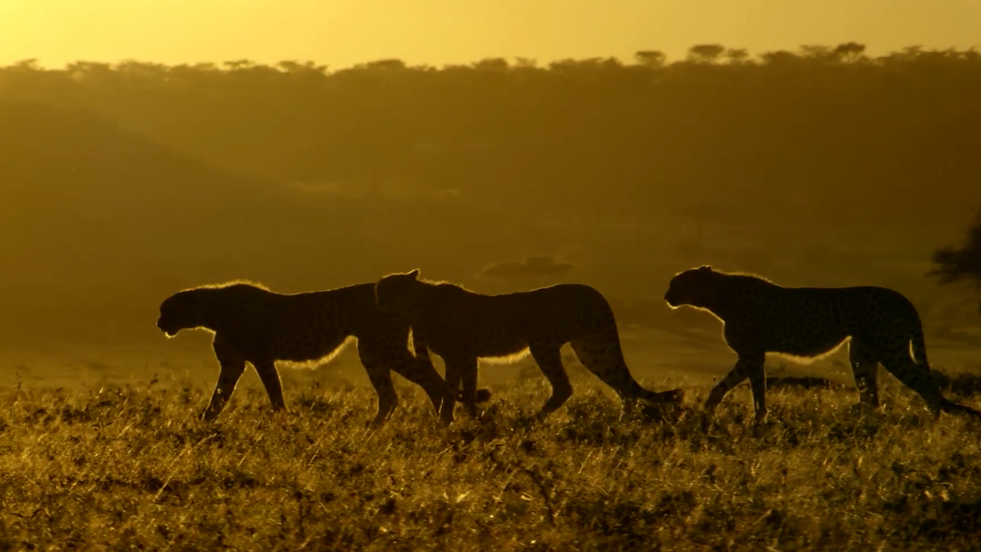 Our Planet | How the Wild World Works