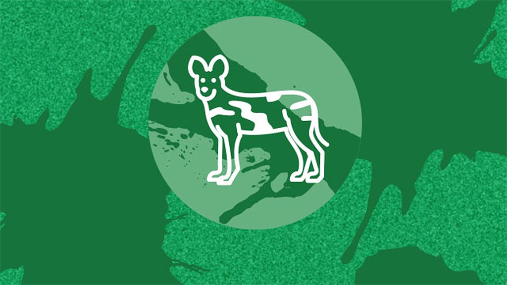 Our Planet | African Wild Dog