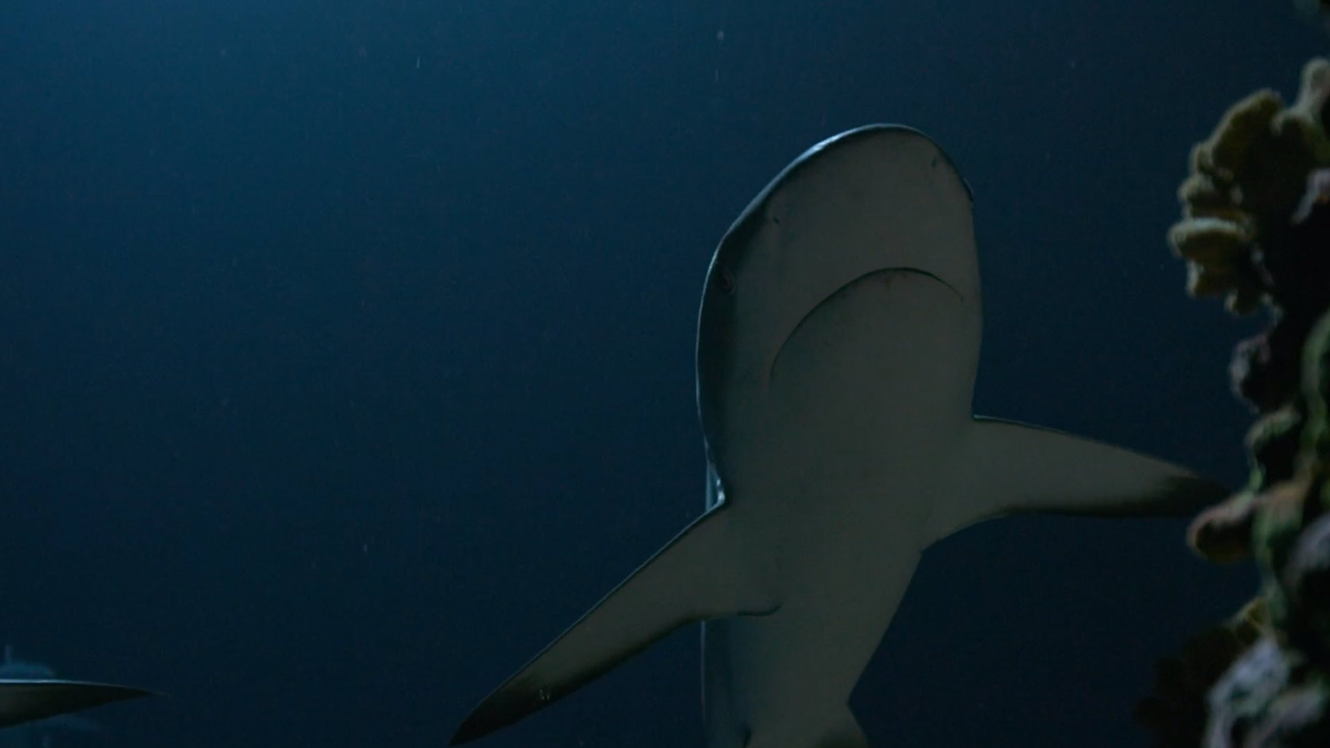 Our Planet | Do we need sharks?