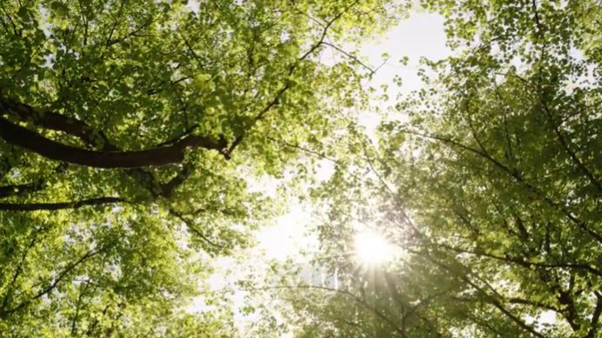 Our Planet | Biome Tour of Our Jungles