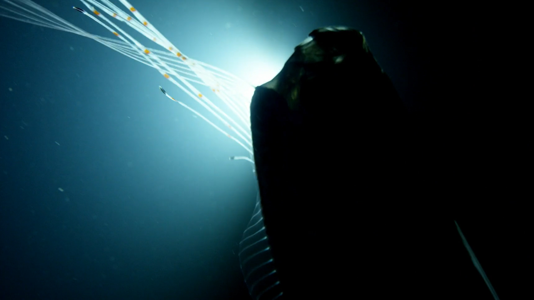 Our Planet | Behind the scenes - Oarfish Our Planet | Behind the scenes - Oarfish