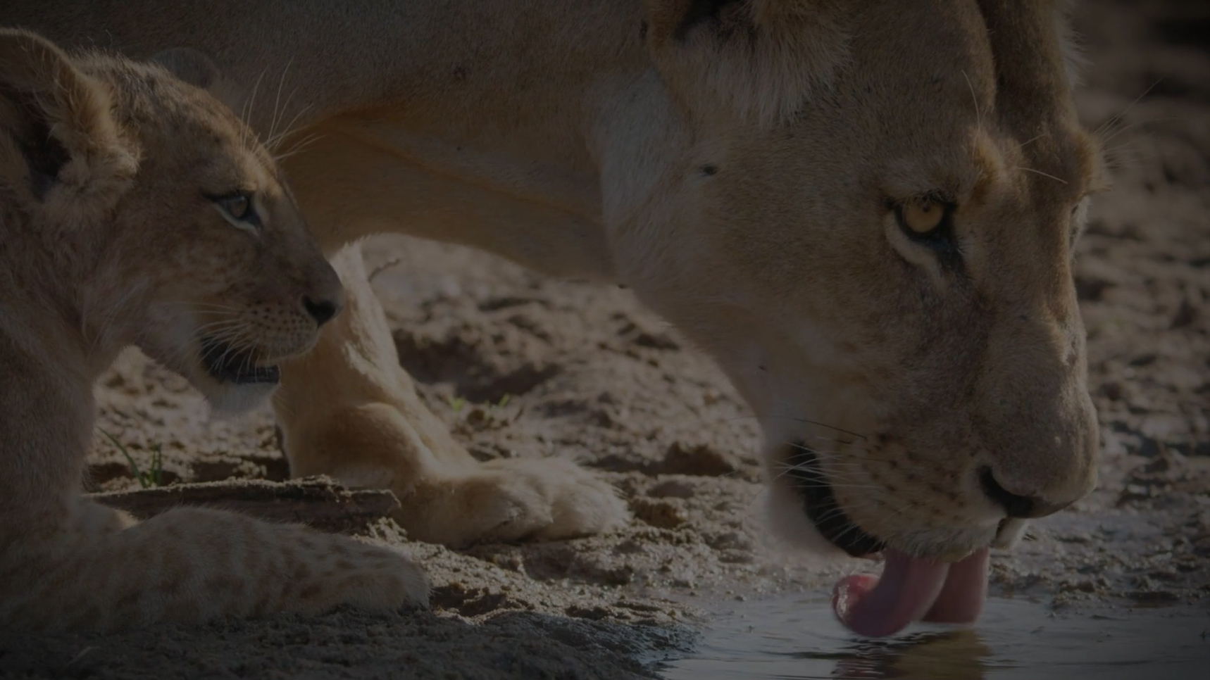 Our Planet | Behind the scenes - Ruaha Our Planet | Behind the scenes - Ruaha