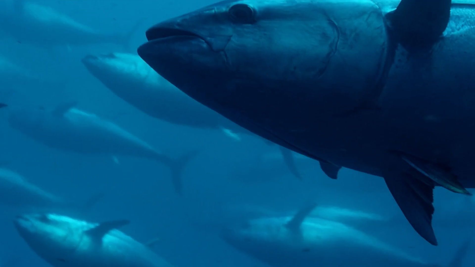 Tuna Fishing Shows On Netflix at Ryan Fitzsimons blog