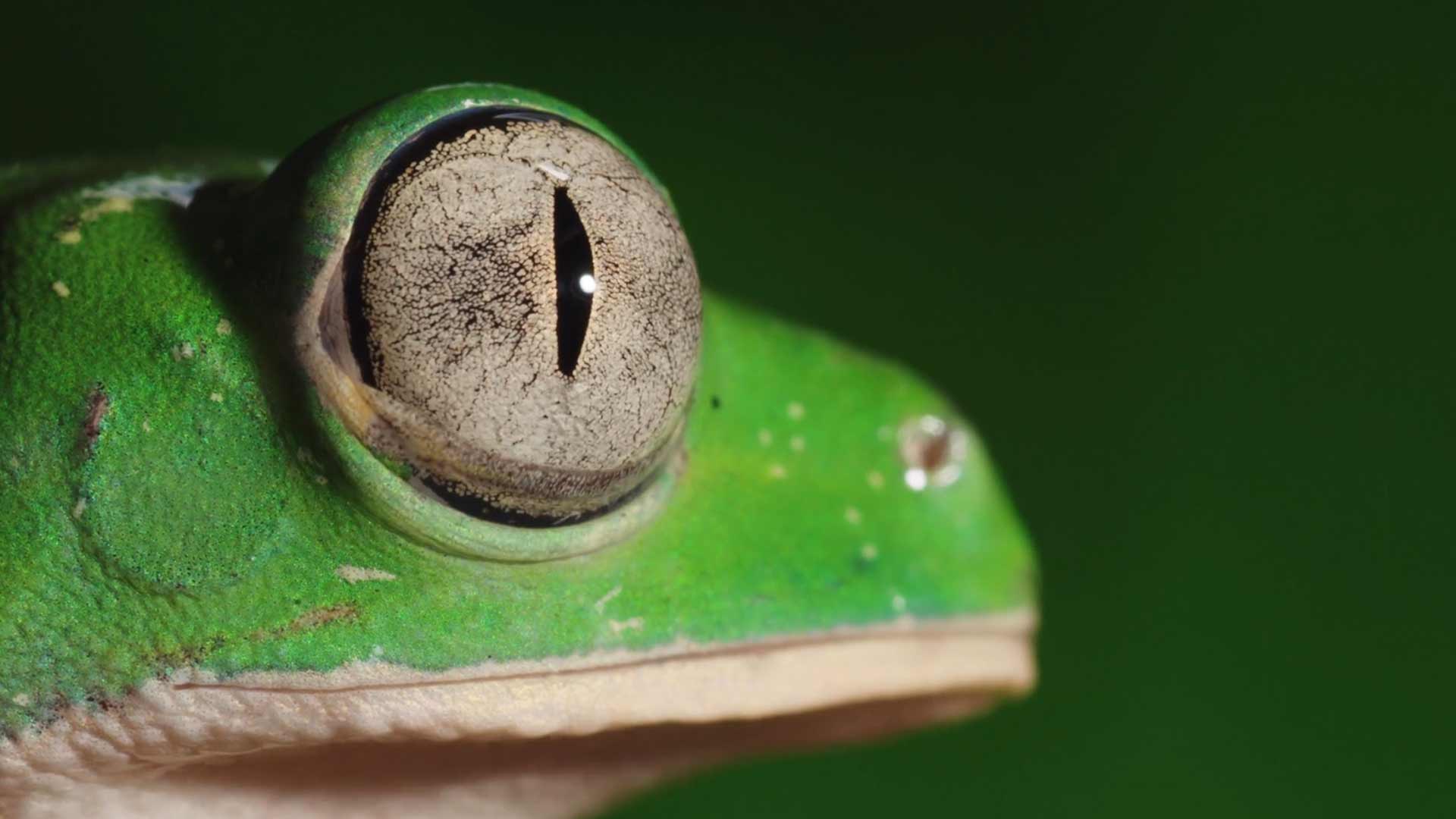 Our Planet | How to save our jungles