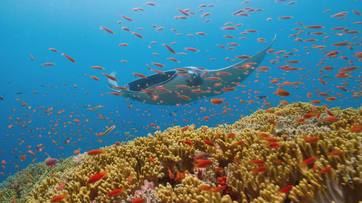 Our Planet | What is biodiversity