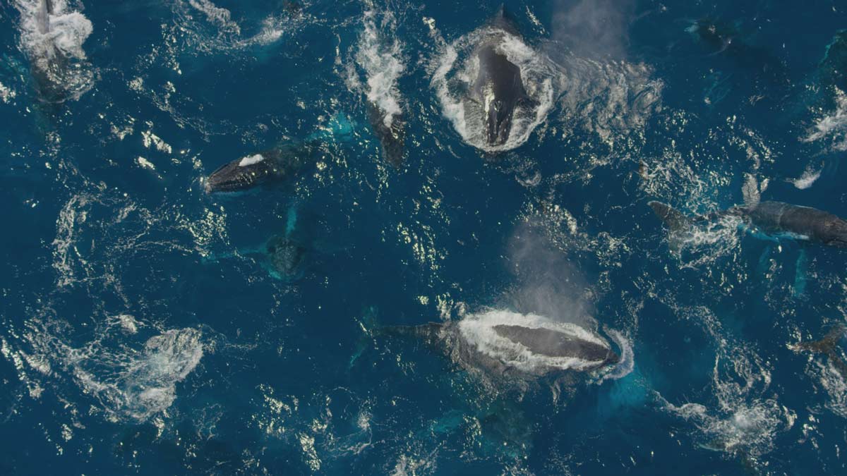 Our Planet | How to save our frozen worlds