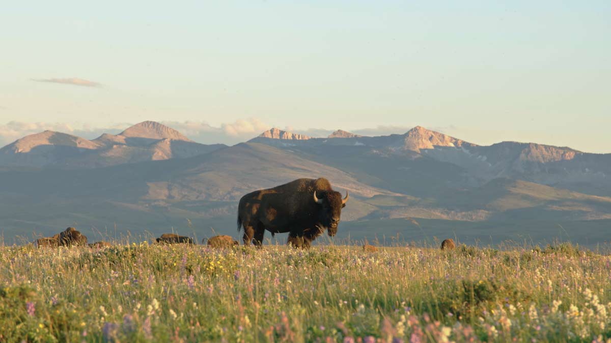 Our Planet | Buffalo story